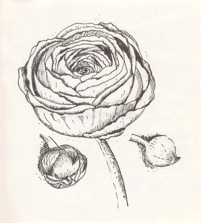 The Graphic Drawing of Ranunculus Flower in Plain Sketchbook Stock ...