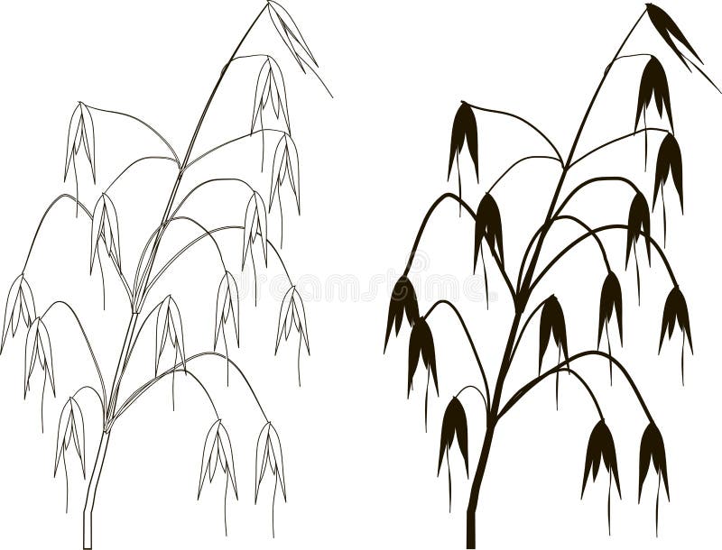 Black and White Graphic Silhouette and Outline of Oats Stock Vector ...