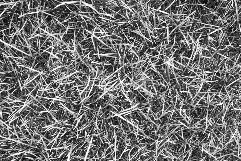 Black and White Grass Background Texture Stock Image - Image of fresh ...