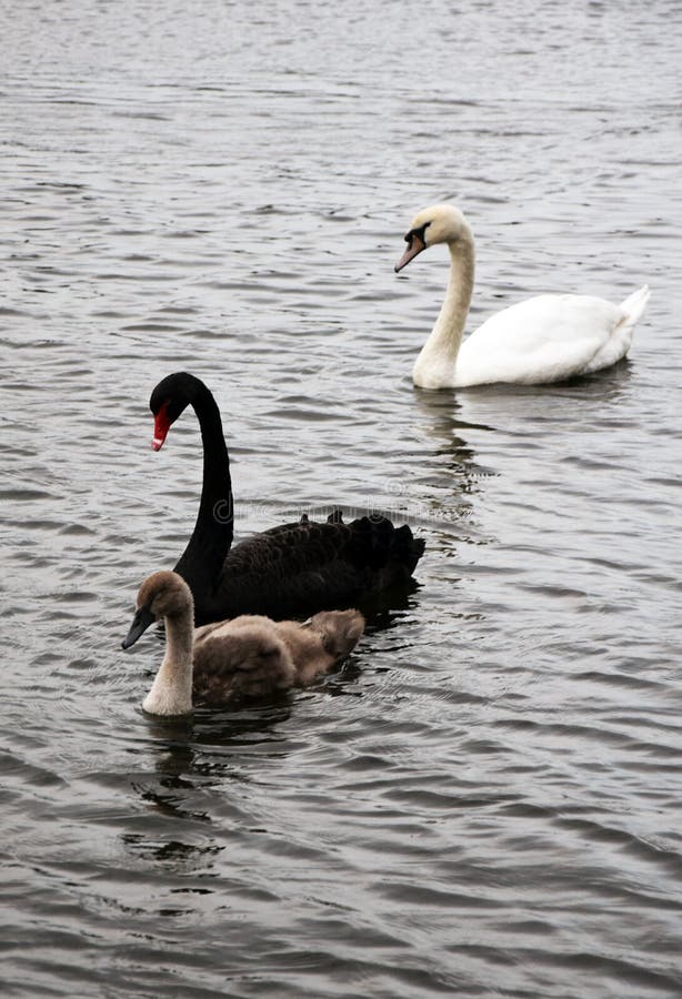 Grey Swan stock photo. Image of bird, swan, bill, beak - 361780