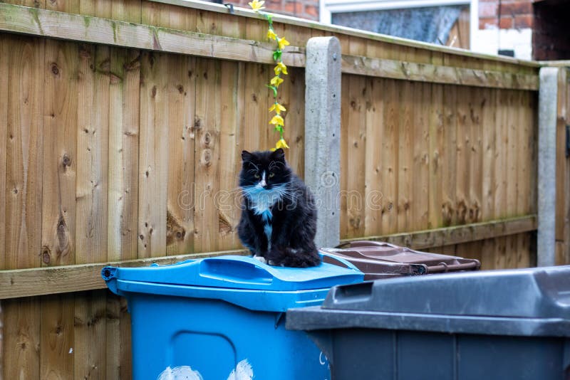 Black and White Grumpy Cat Sitting on a Blue Garbage Can Stock Image ...