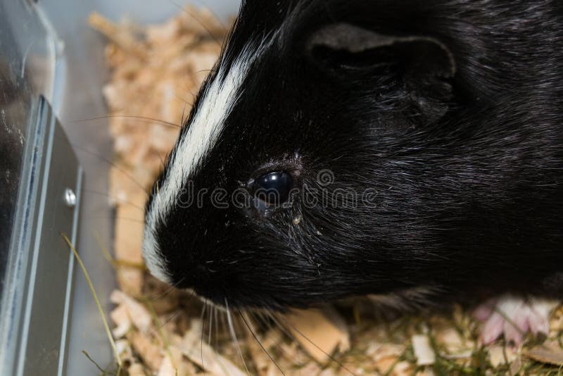 Black and White Guinea Pig with Conjunctivitis Stock Photo - Image of ...