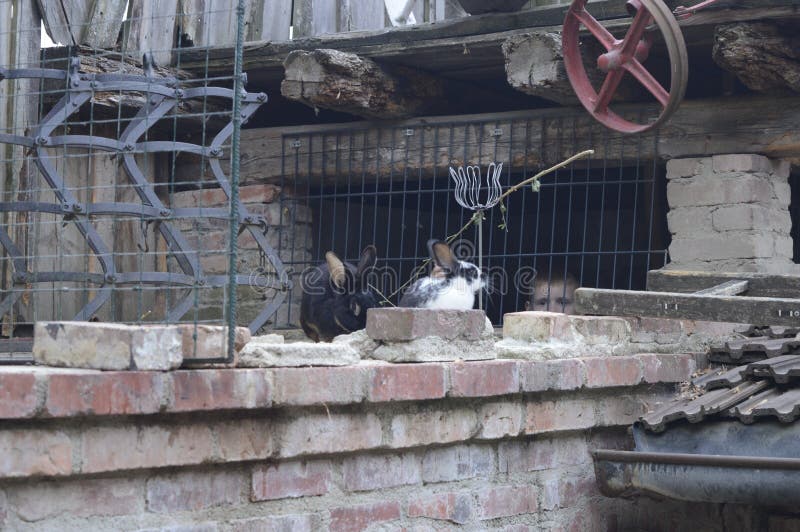 Rabbit on the old roof stock photo. Image of wild, black - 127145074