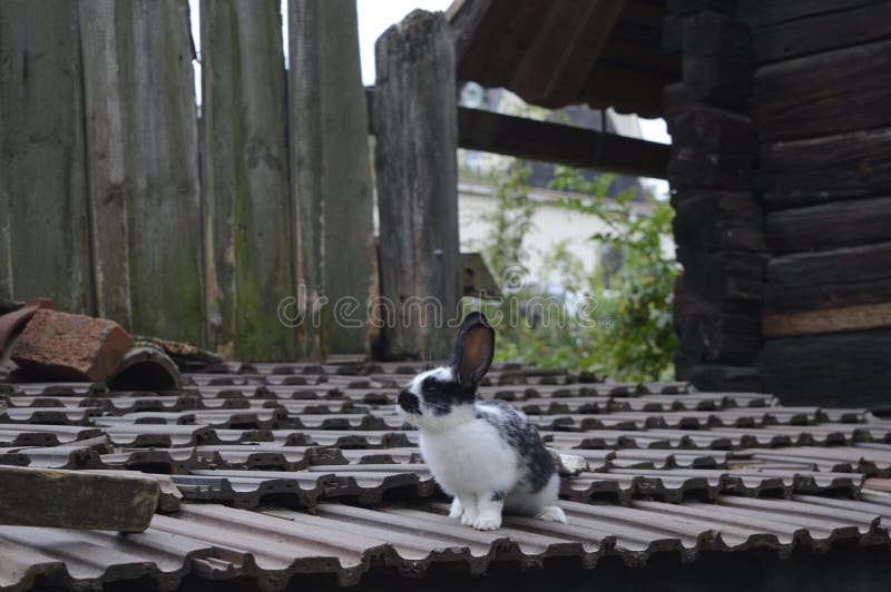 Rabbit on Roof stock photo. Image of brown, hare, white - 58432724