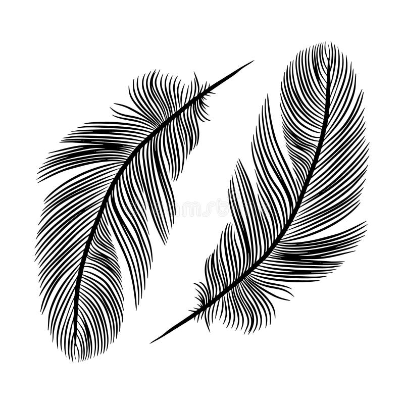 Black and White Hand Drawn Vector Illustration with Feathers. Stock Vector - Illustration of ...