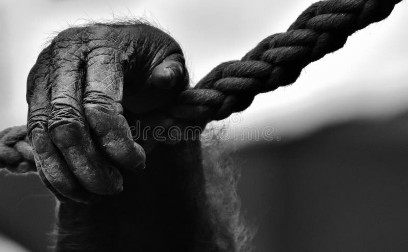 Black, Black And White, Hand, Monochrome Photography Stock Photo ...