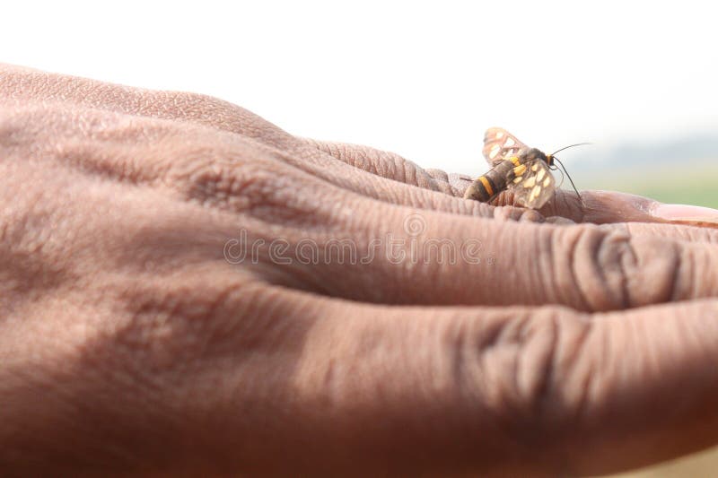 Black and White Handmaiden Moth on Finger Stock Photo - Image of green ...