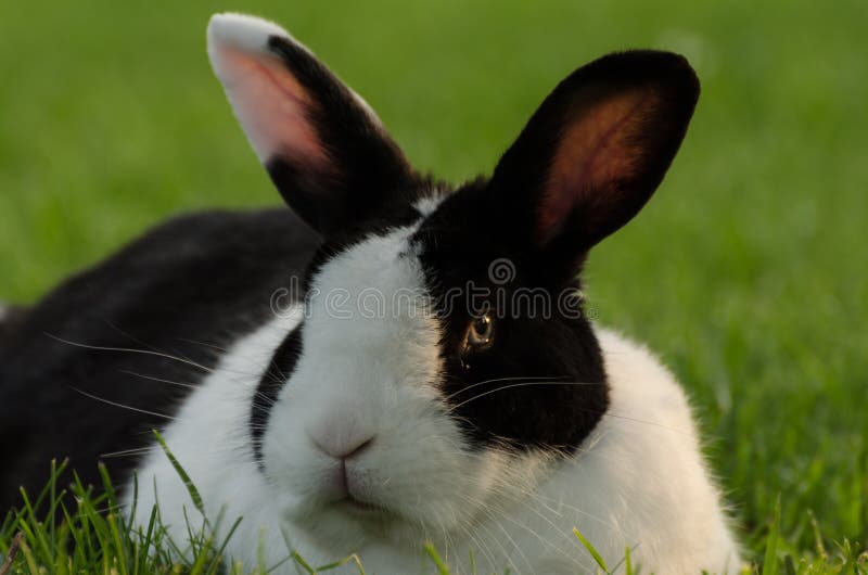 Black white hare stock image. Image of easter, ears, dear - 75770931