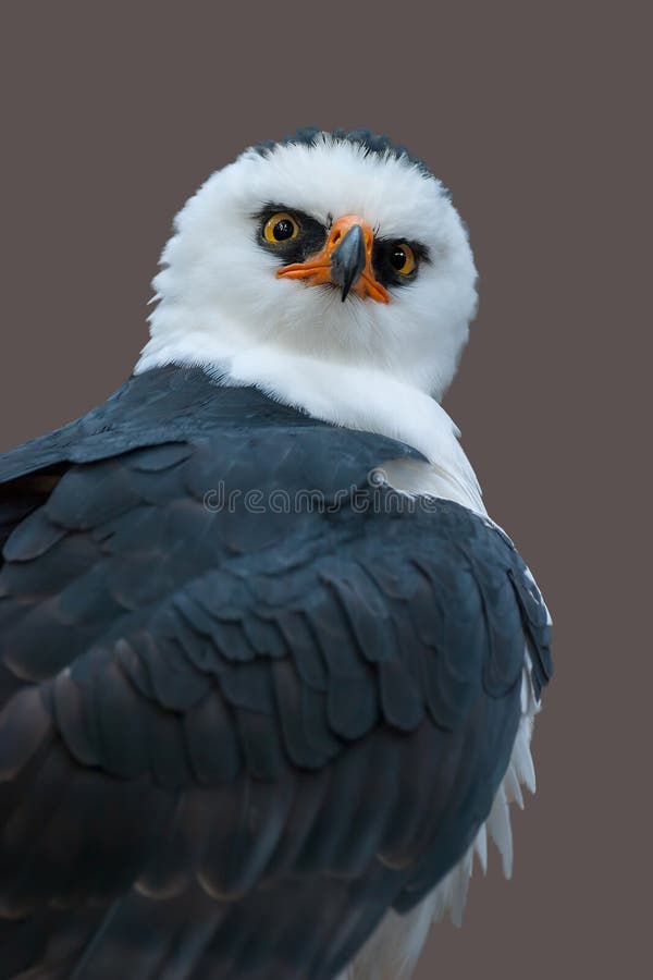 Black and White Hawk Eagle Spizaetus Menaloneucus Stock Photo - Image ...
