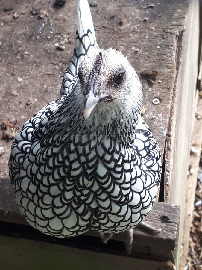 Friendly Hen stock image. Image of black, white, bird - 139876107