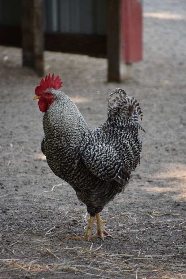 Black and White Hen stock photo. Image of natural, feathers - 126138148