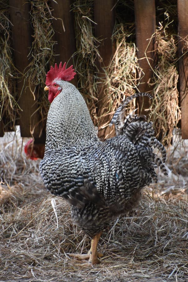 Black and White Hen stock photo. Image of brown, farm - 126138142