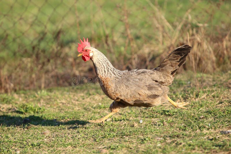 Hen running at the farm stock photo. Image of agriculture - 32099962