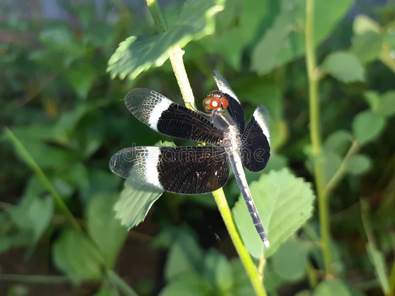 Black and White Hopper with Green Nature Stock Photo - Image of hopper ...