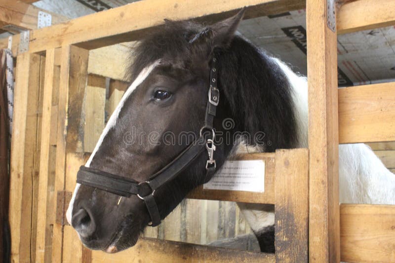 Beauty Beast 2026 Collection Stock Photos - Free & Royalty-Free Stock ...