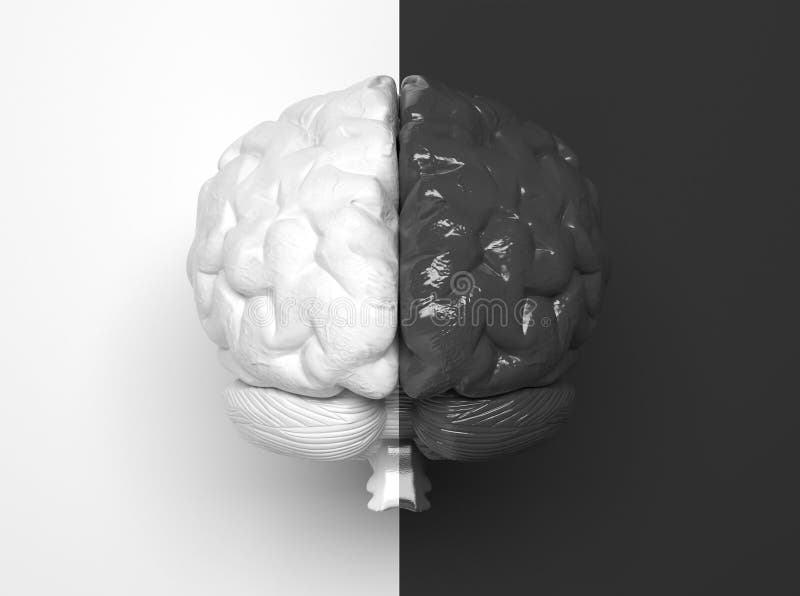 Black and White Human Brain Divided in Half into Two Parts in the ...