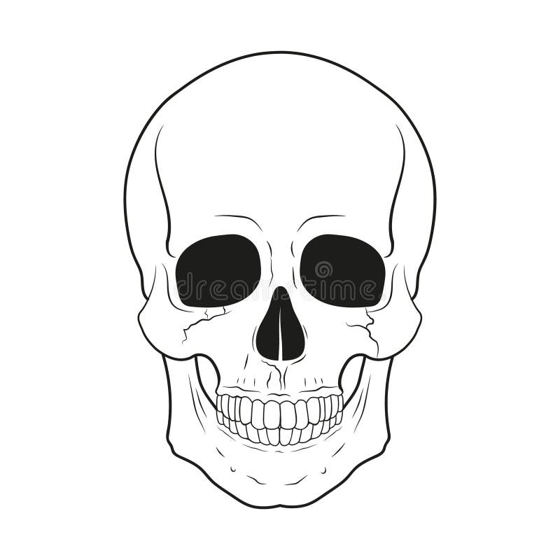 Black And White Human Skull On White Background. Isolated Stock ...