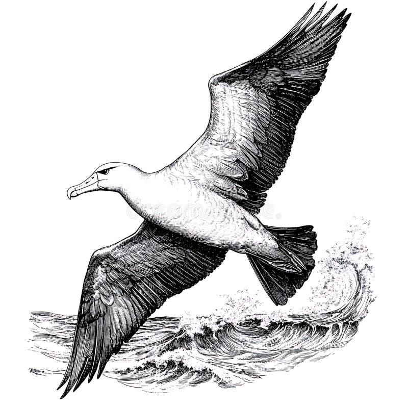 Black and White Illustration of an Albatross in Flight Over Ocean Waves ...