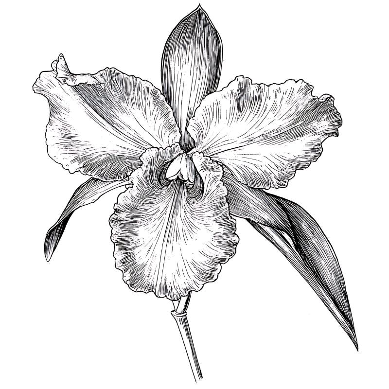 Black and White Illustration of a Cattleya Orchid Stock Illustration ...
