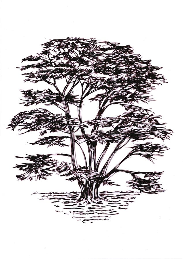 White Cedar Flower Stock Illustrations – 511 White Cedar Flower Stock ...