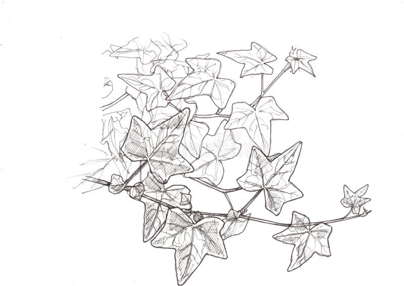 Black and White Illustration of Ivy Leaves. Stock Illustration ...