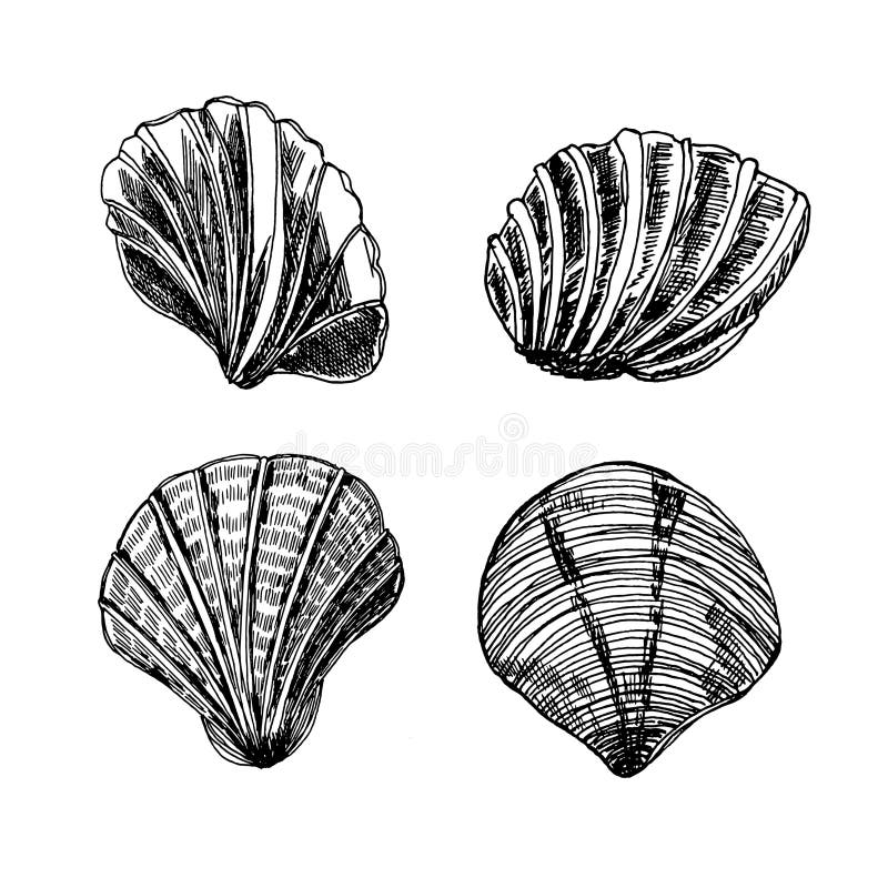 Black and White Illustration of a Shell in Hand-drawn Ink. Seashells ...