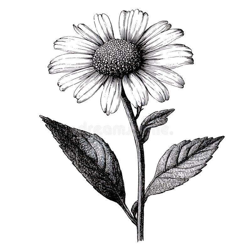 Black and White Illustration of a Single Daisy Stock Illustration ...