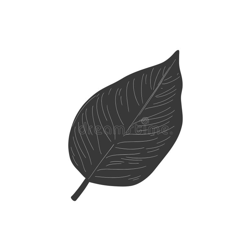 Single Dark Gray Leaf, Botanical Illustration, Nature Design Stock ...
