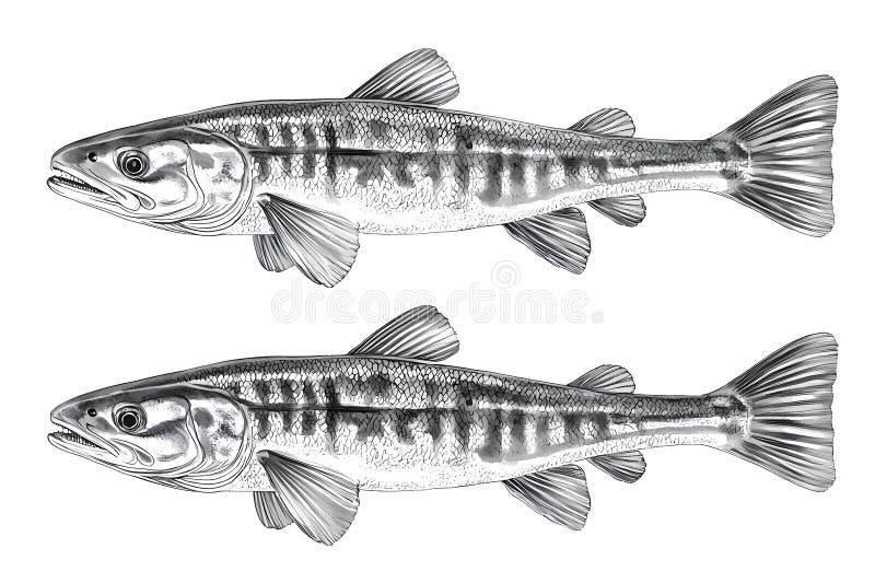 Black and White Illustration of Two Fish with Detailed Fin Structures ...