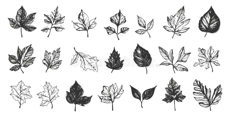 Black and White Illustration of Various Leaf Designs and Patterns ...