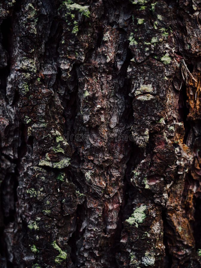 An Old Tree Trunk Covered in Mossy Growth at Night Stock Photo - Image ...