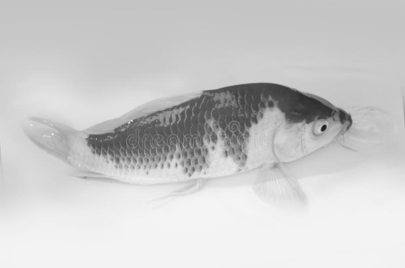 Beautiful Koi Or Carp Chinese Fish In Water Stock Photo - Image of ...