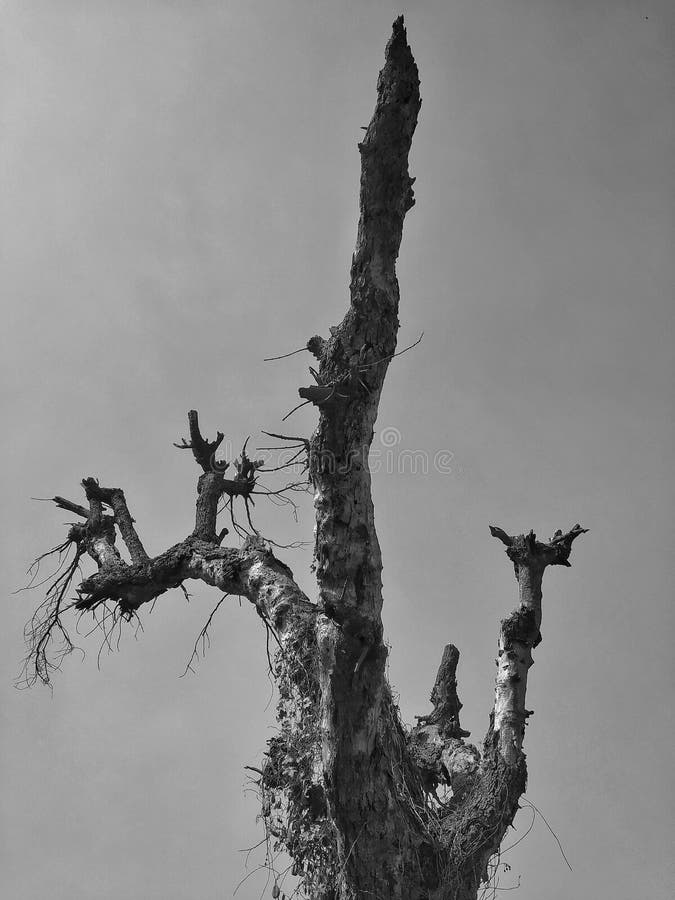 Dying Tree Silhouette stock photo. Image of reflection - 9905314