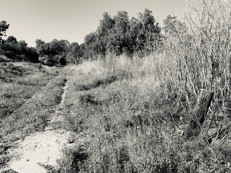 Overgrown Path stock photo. Image of scenery, wilderness - 348302100