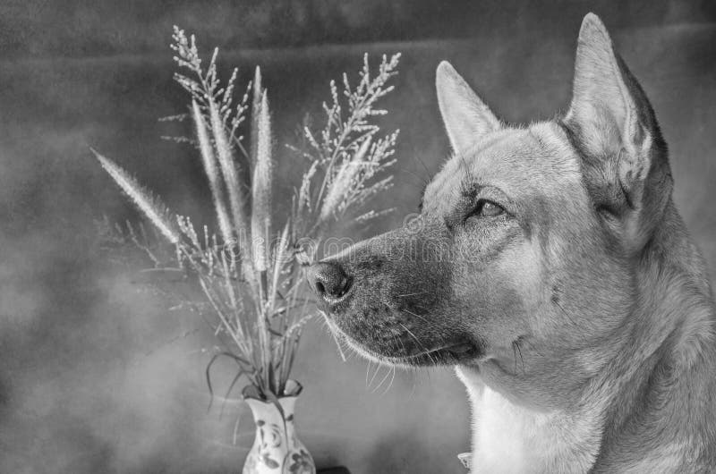 Doubt Face of Thai Breed Dog in Light Stock Photo - Image of breed ...