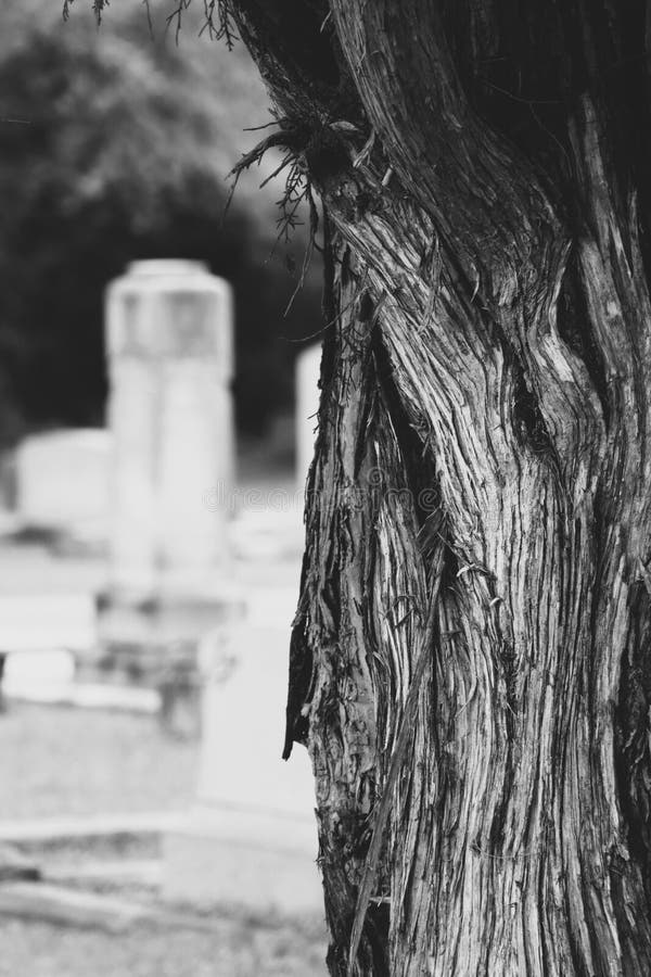 Detail of Tree Trunk Bark with White Tombstones in Background Stock ...