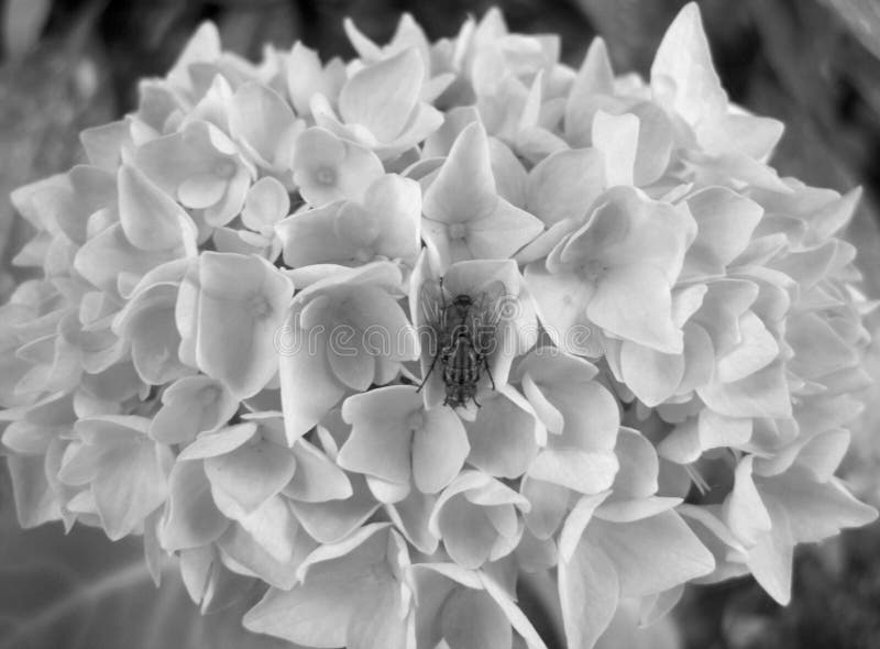 Black and White Image of Flesh Fly on Hydrangea Flower Stock Photo ...