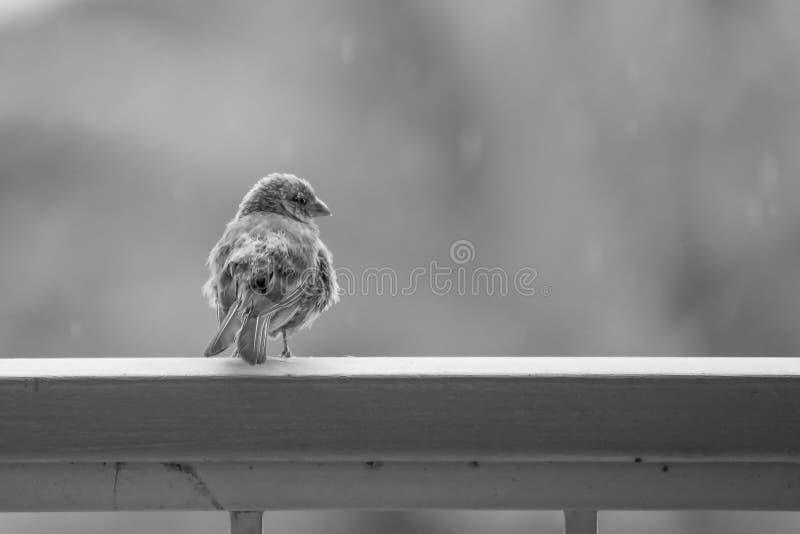 Black and White Image Fluffy House Finch Bird with Raindrop on B Stock ...
