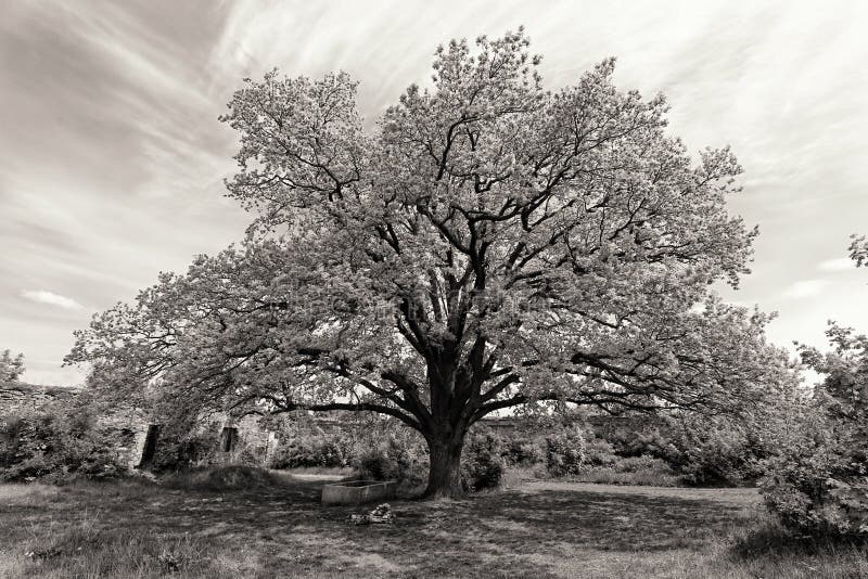 Black and White Image of Large Tree with Rich Top Stock Photo - Image ...
