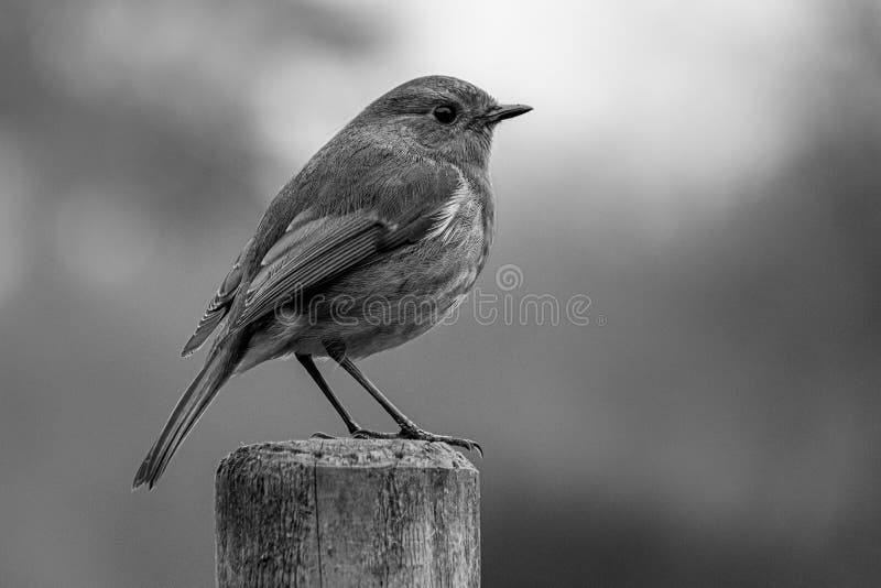Black and White Image of a Robin Stock Photo - Image of europe ...