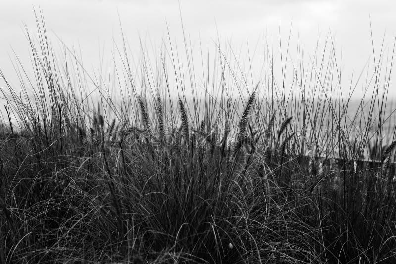 A Black and White Image of Rye on the Background of the Sky Stock Photo ...