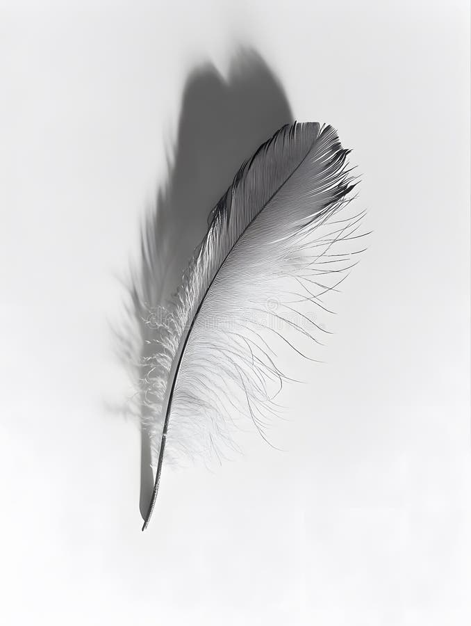 Black-and-white Image of a Single Feather on a Smooth Surface, with ...