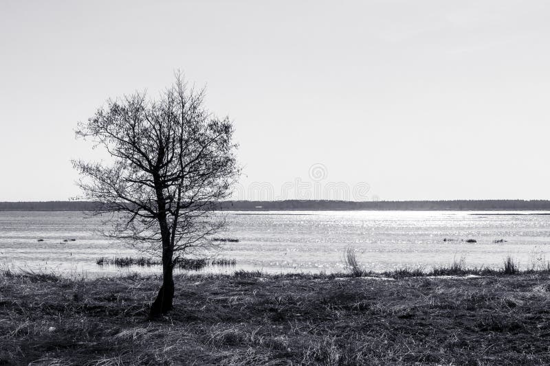 .black and White Image of a Tree in a Landscape by the Water Stock ...