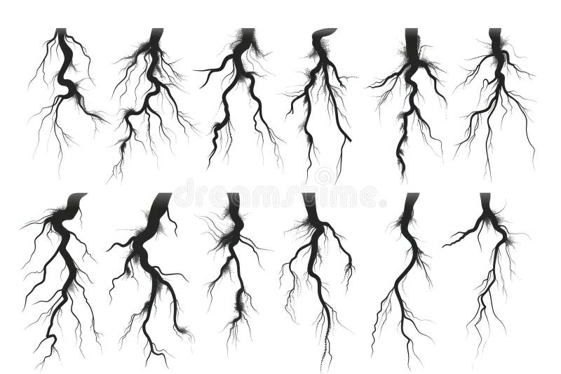 Black and White Image of Tree Roots with Intricate Patterns and Shapes ...