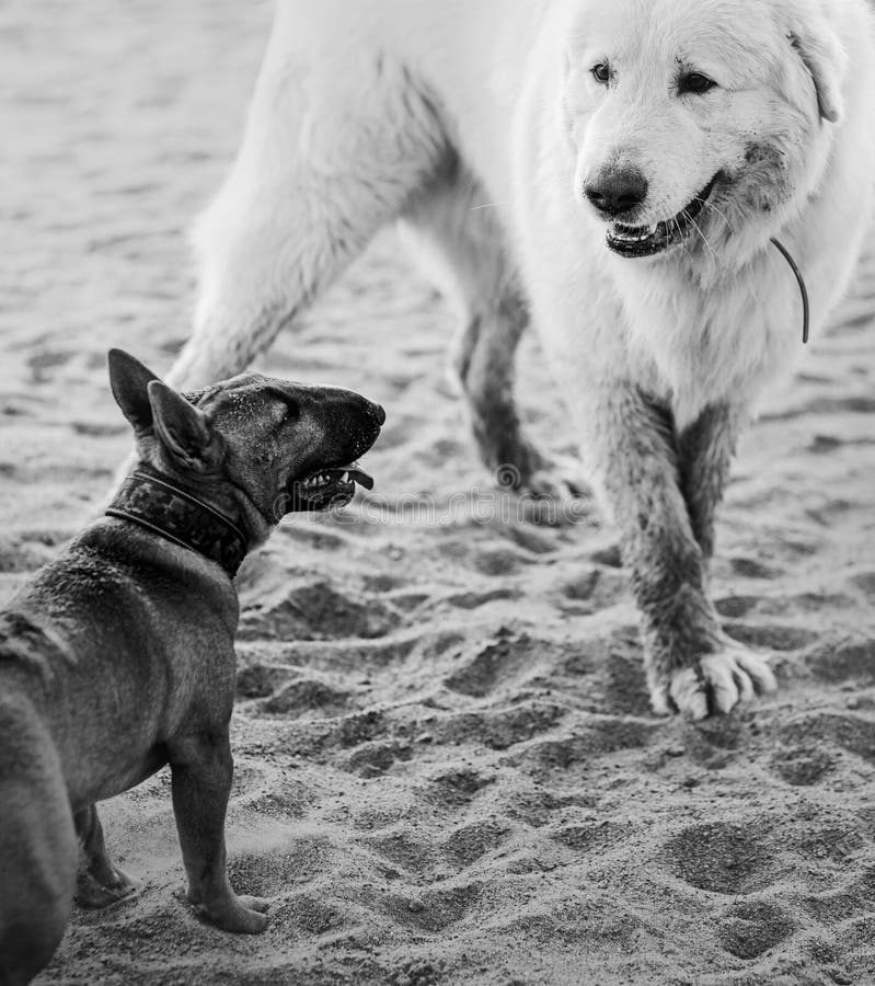 Black and White Image of Two Dogs Walking on the Sand on the Beach ...