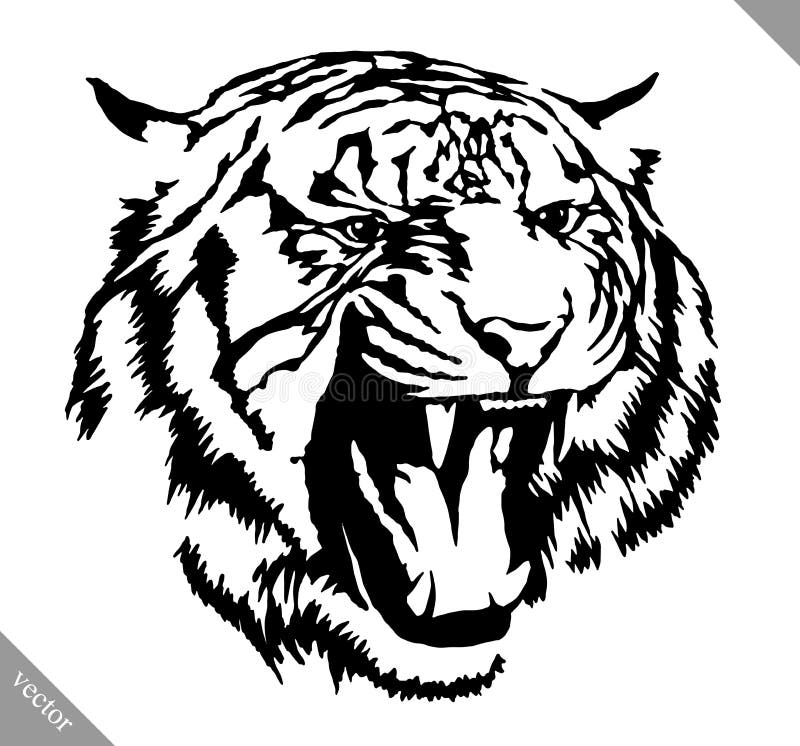 Black and White Ink Draw Tiger Vector Illustration Stock Vector ... Black and White Ink Draw Tiger Vector Illustration Stock Vector ...