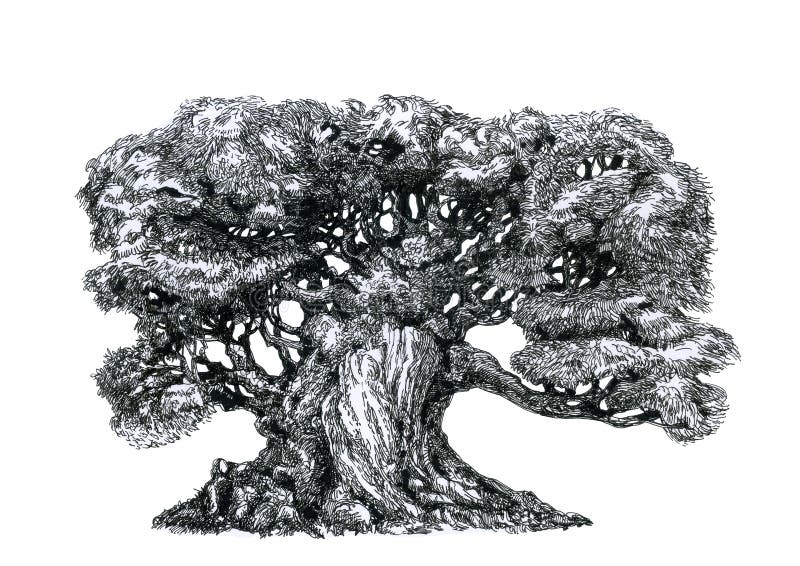 A Beautiful Tree, a Drawing. Drawing Â deciduous Tree in the Style of ...