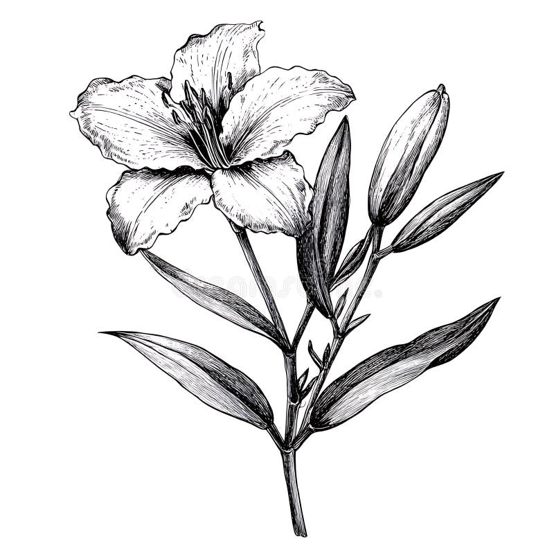 Black and White Ink Drawing of a Lily Flower with Buds and Leaves Stock ...