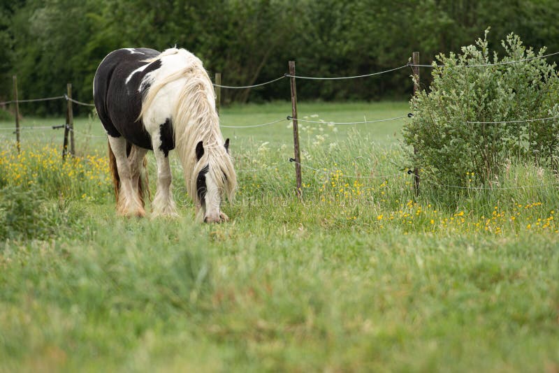 Irish Cob horse in meadow stock photo. Image of black - 216320876