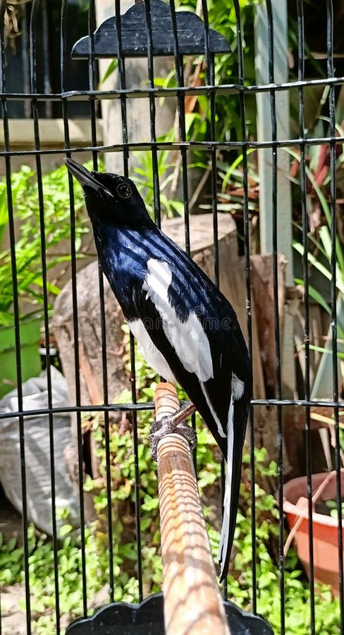 The Black and White Kacer that Full of Story Stock Image - Image of ...